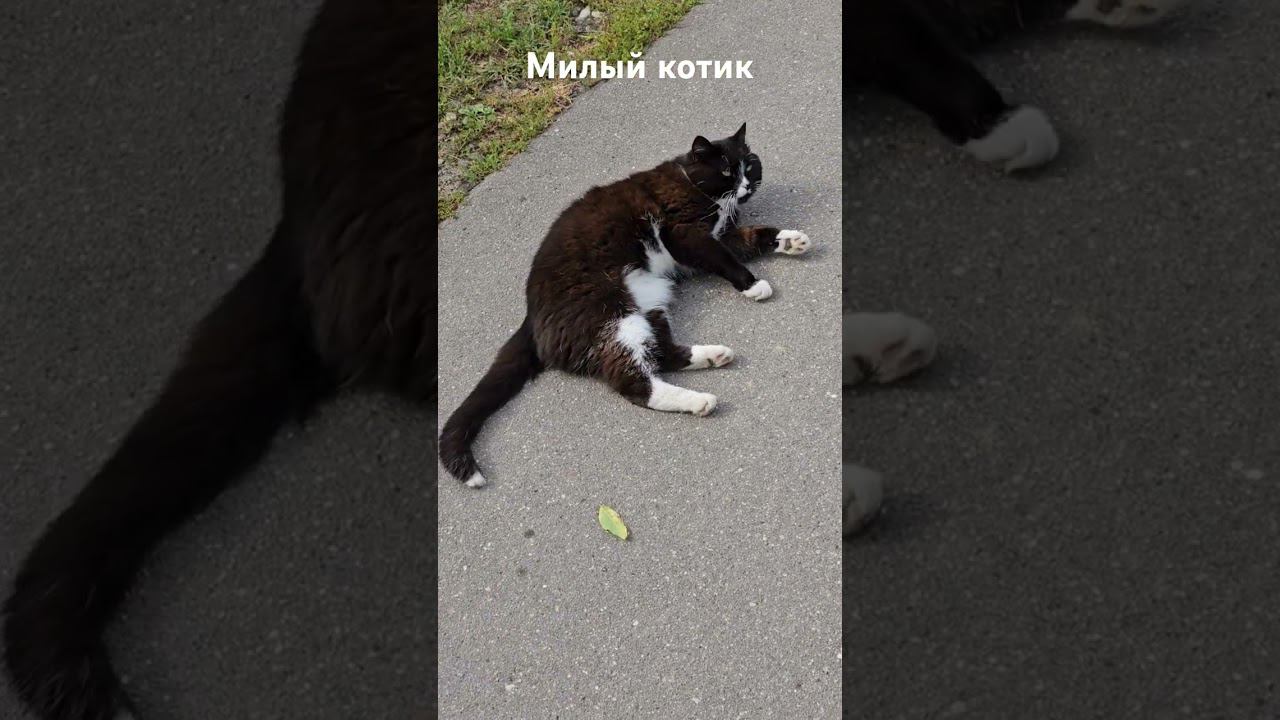 На прогулке попался милый котик #животные #кот #кошка