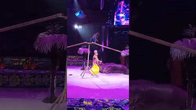 Даже бегемоты стараются!А обезьянка вообще красава!Цирк Гии  Эрадзе в Саратове