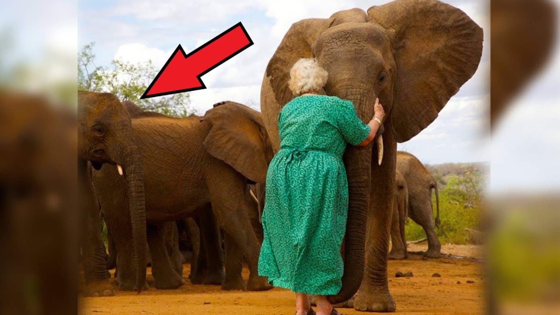 Многие СЛОНЫ занимали очередь, чтобы обнять эту женщину! Причина Вас удивит!