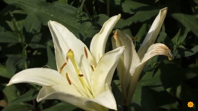 Иван  Христофоров - Ассалам алейкум тавансем