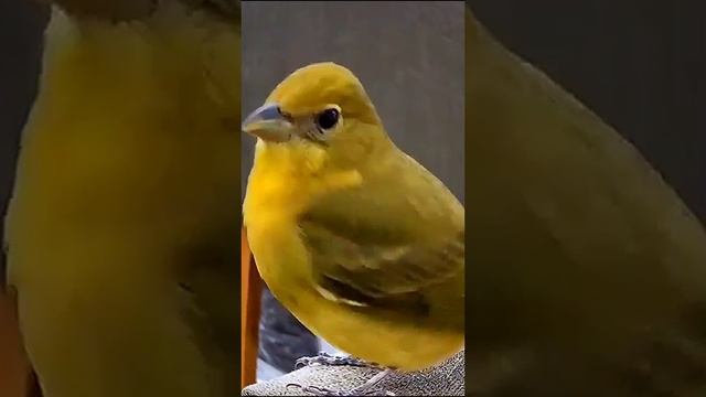 птичка невеличка.mp4