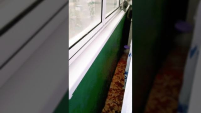 Первый раз на балконе, осматривается.