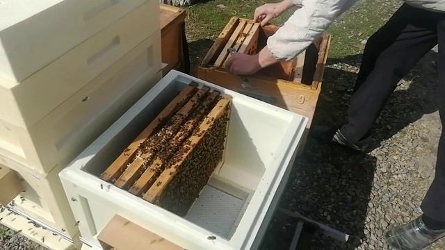 Пчёлы долгожители пересаживаем в новый улей-июльский расплод.
