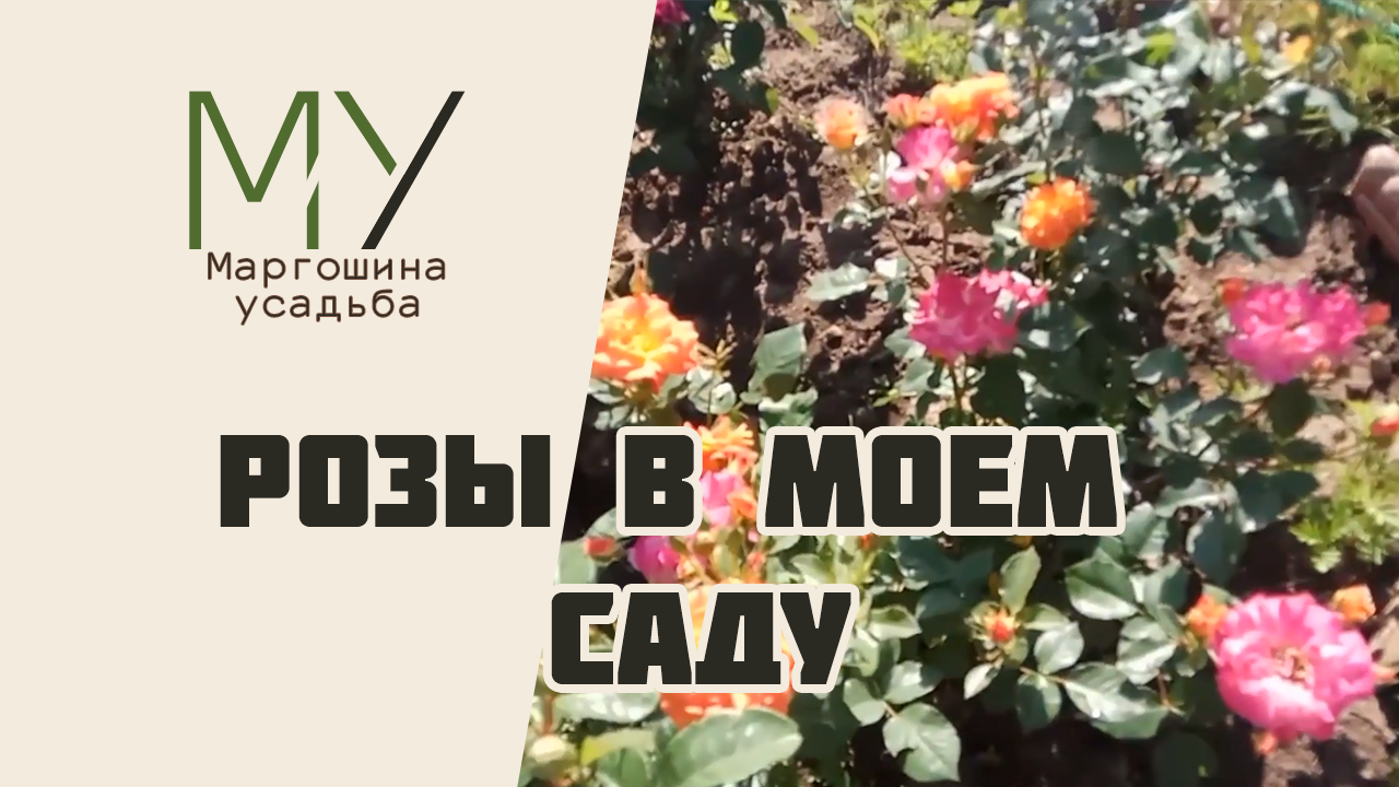 Розы в моем саду