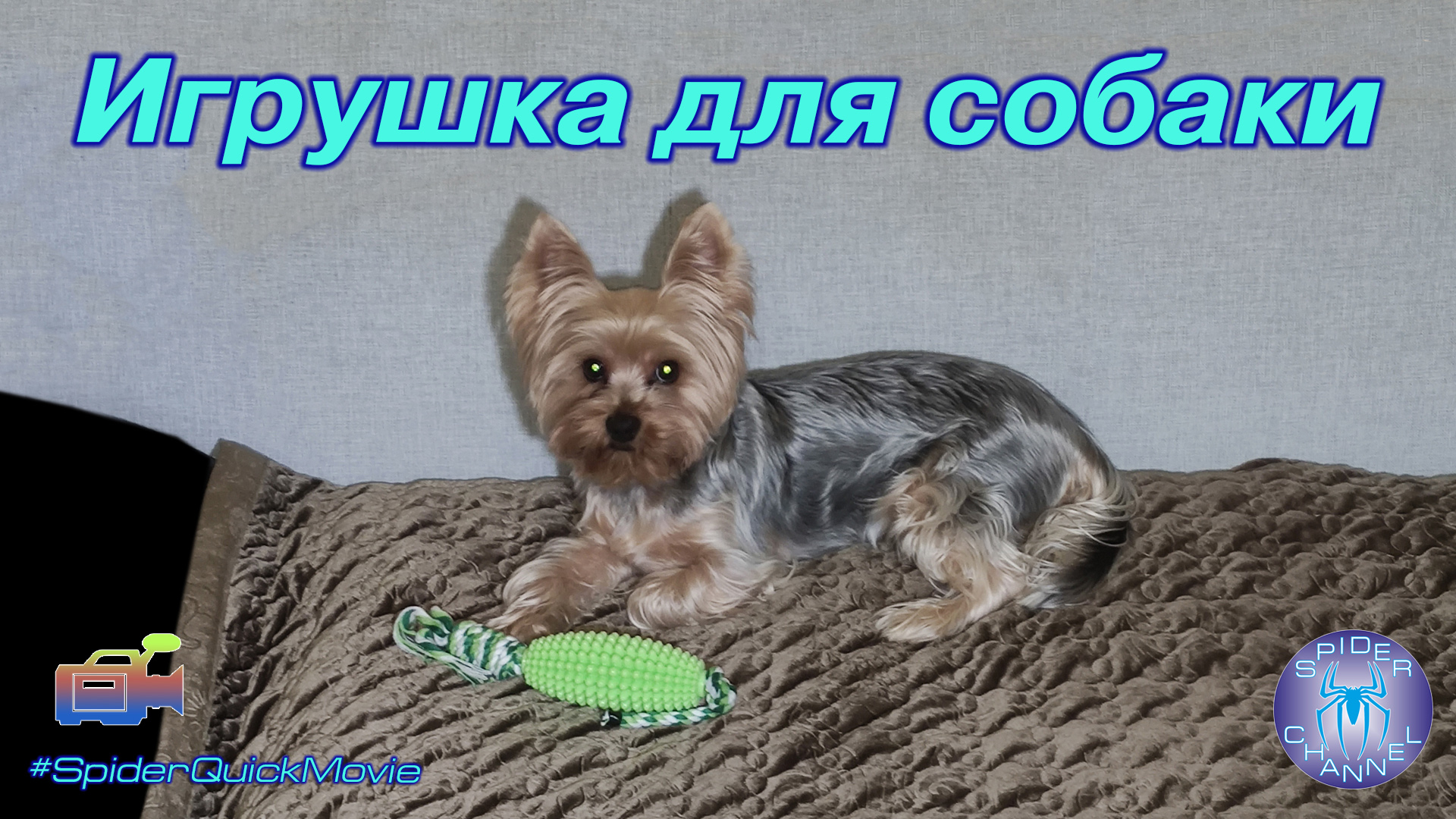 Игрушка для собаки | SpiderChannel | SpiderQuickMovie  | FullHD | 178
