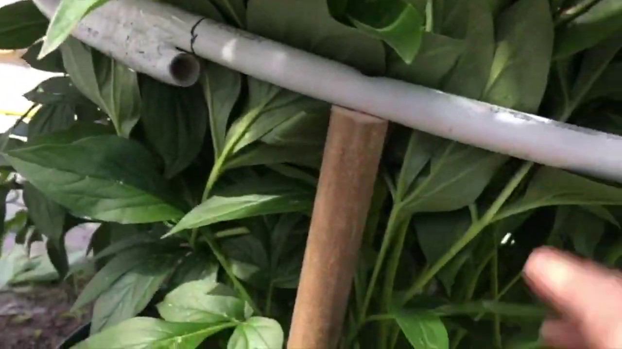 Кашпо для пионов своими руками