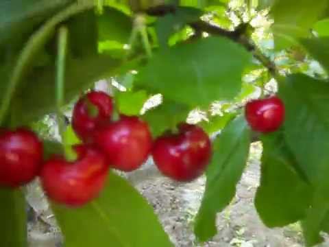 ГИББЕРЕЛЛИН НА ЧЕРЕШНЕ, результат. Стоит применить.