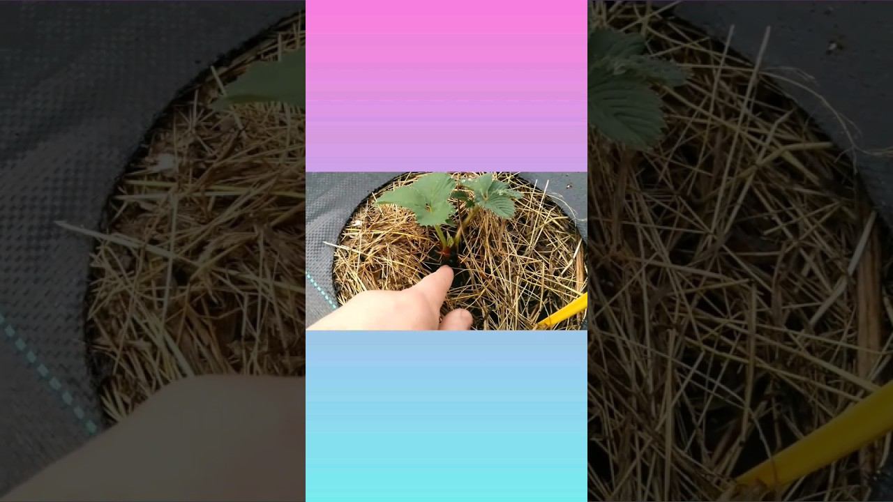 Урок 16. Всего лишь один-единственный недостаток рассады фриго.