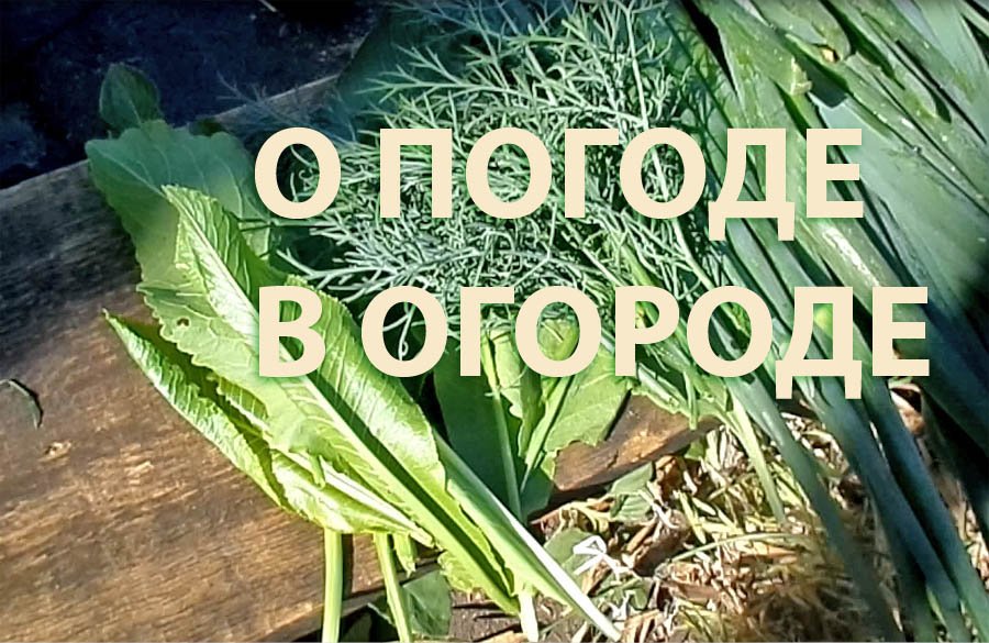 27 июля 2021 обзорные экскурсии по огороду.mp4