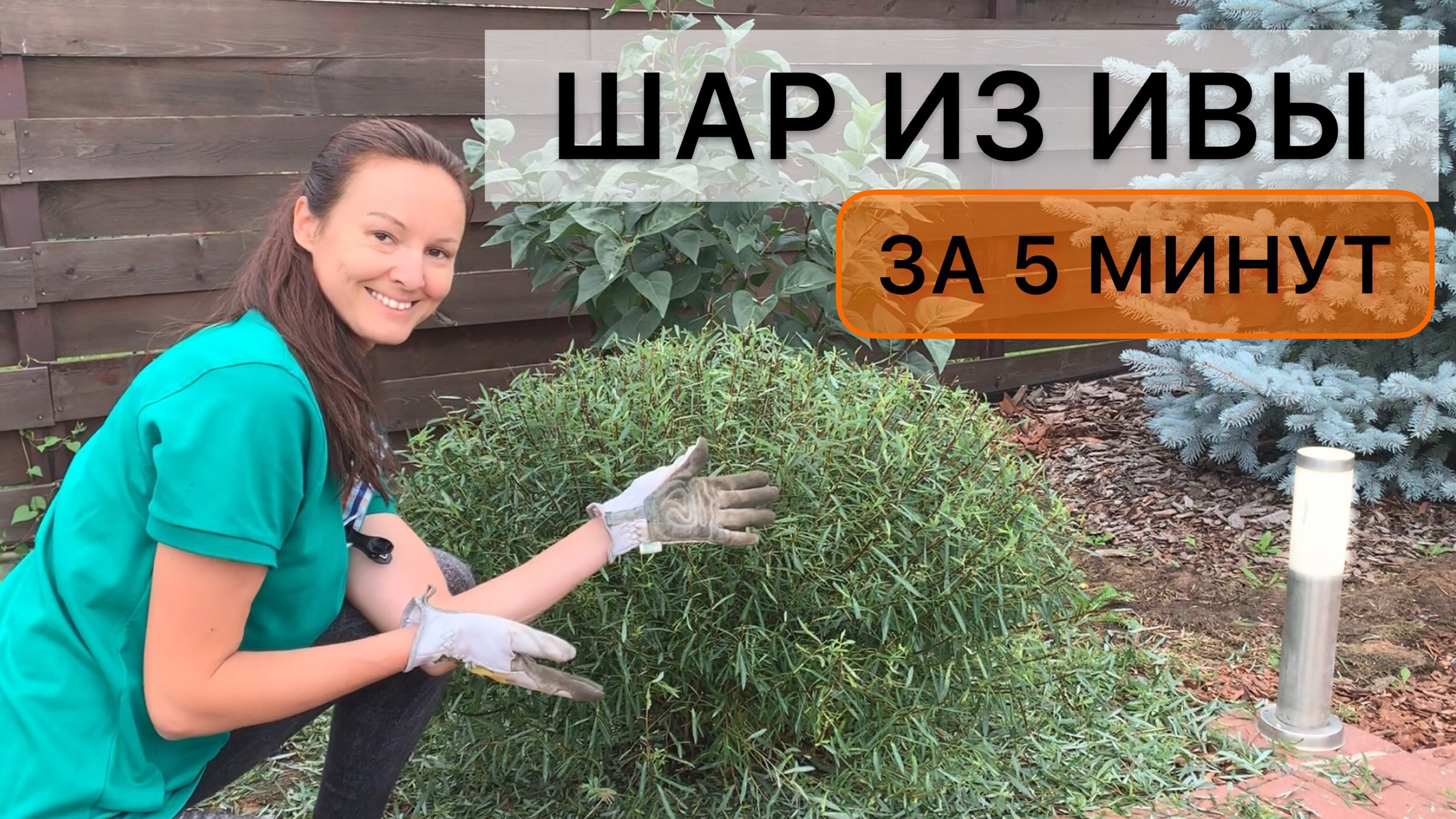 Эффектный неприхотливый кустарник для сада. Ива пурпурная Нана. Дневник садовода