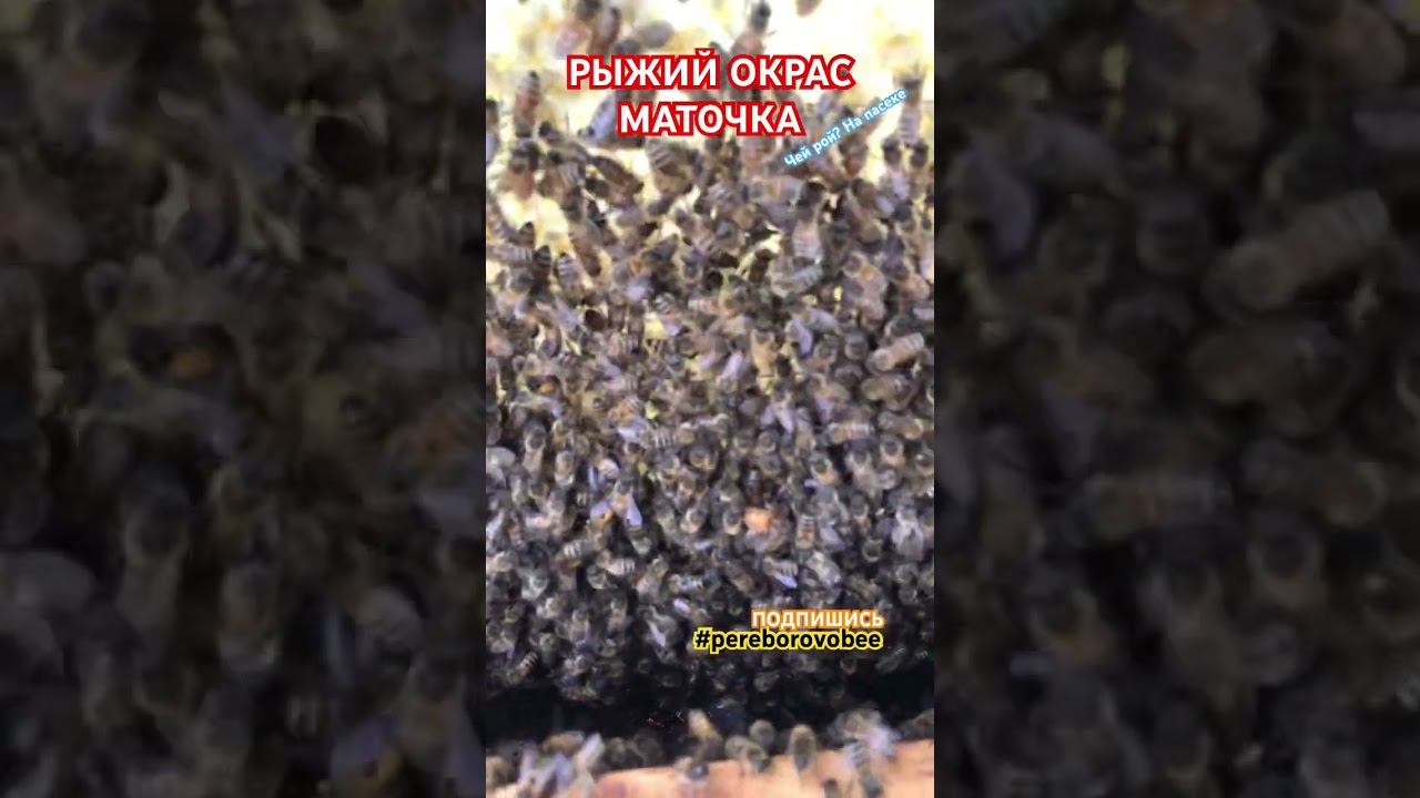 Рыжий окрас МАТОЧКА! #pereborovobee #пасека #пчеловодство #улей #bee