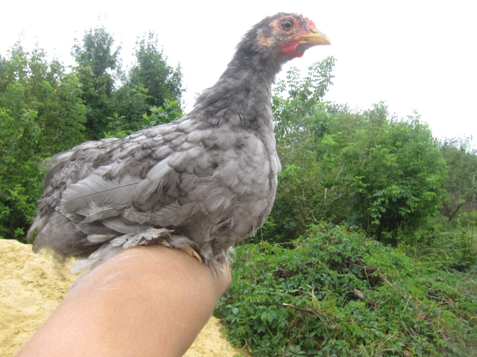 Яйца карликового Кохинхина в сравнении с обычными  куриными