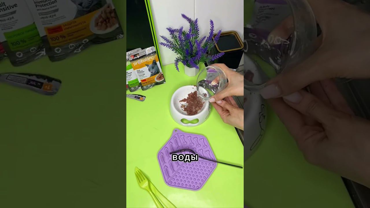 Как вернуть аппетит питомца быстро #шортс #probalanceкорм