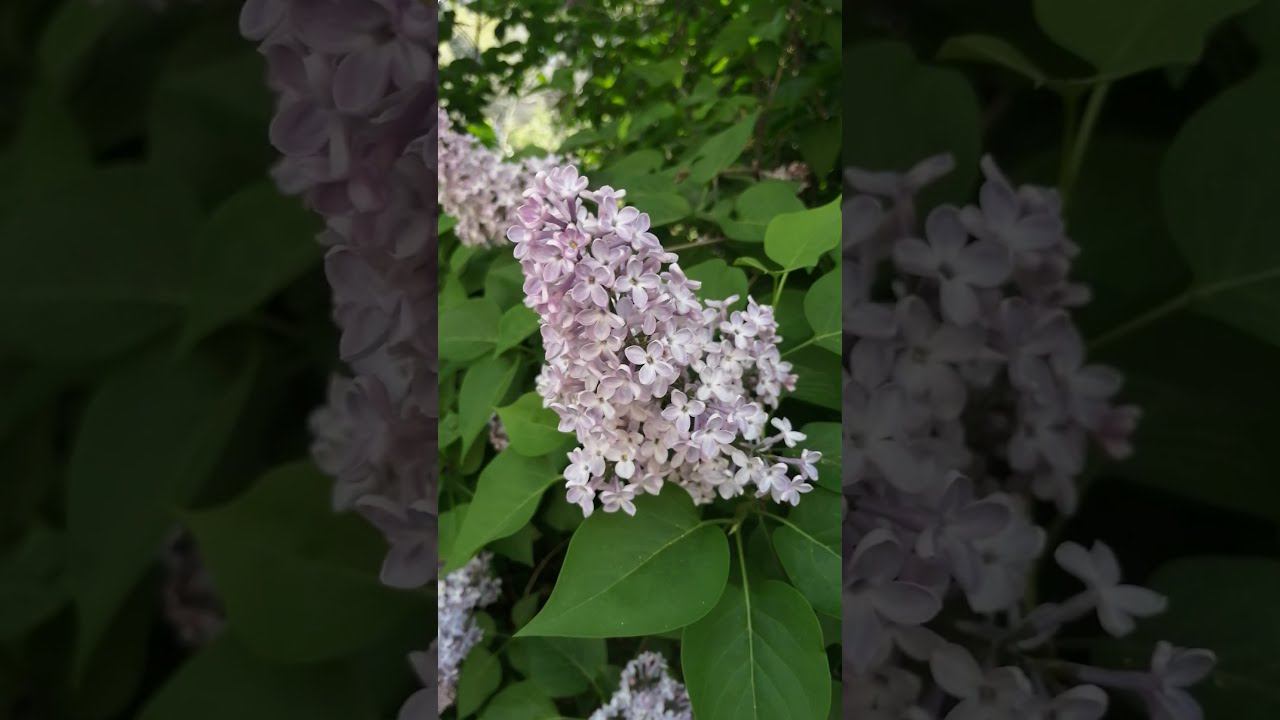 Крым. Цветёт сирень.