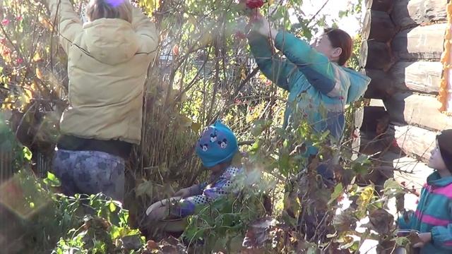 Калиновое варенье .