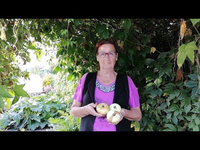 30.08.2023 Ремонт ремонтом, а урожай надо собирать/огородние будни/обзор города