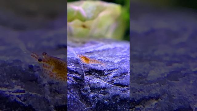 Креветки вишня или черри видео