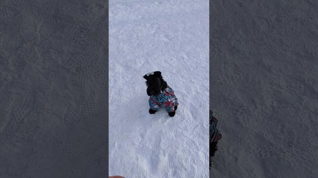 Прогулка зимой