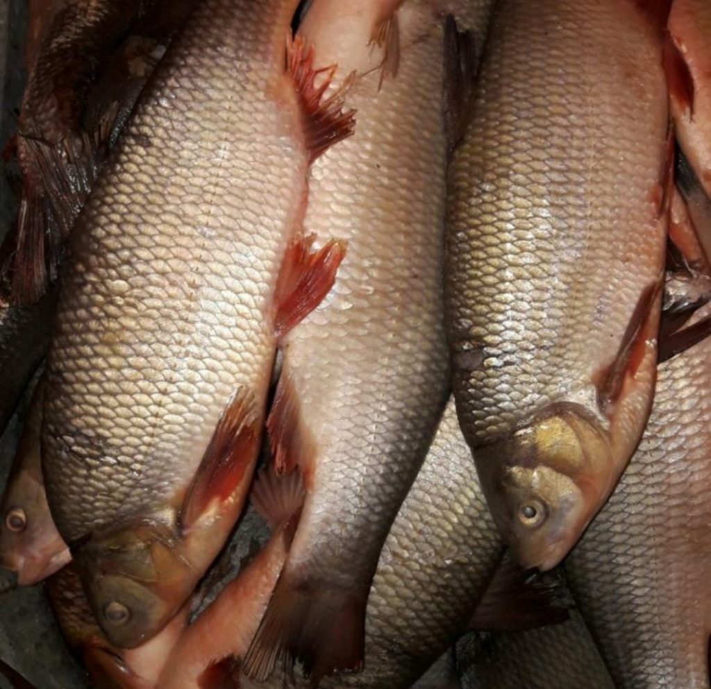 Рыбалка. Обь. Новосибирск. Сентябрь 2021.