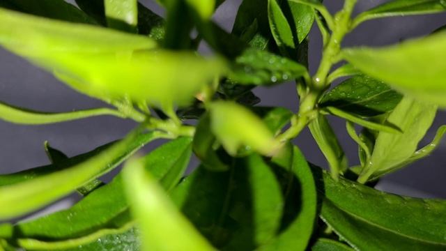 Мирт Персидский 4