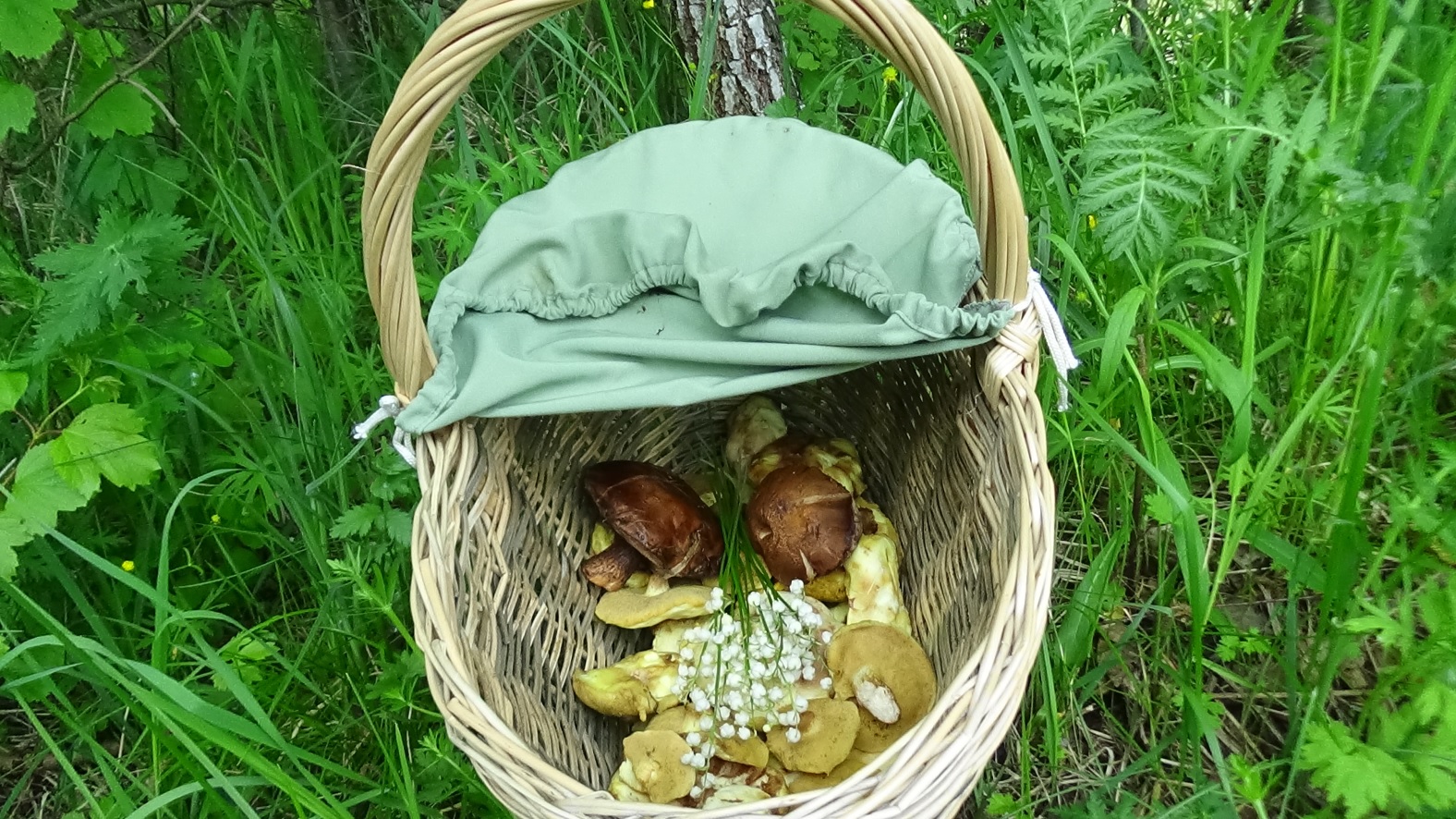 Маслята и первые подберёзовики в Подмосковье. | Грибной сезон 2022.