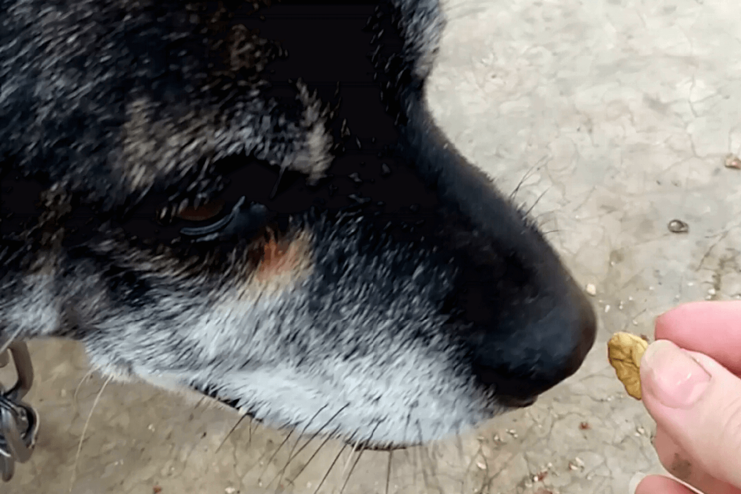 Невероятно! Собака кушает грецкие орехи!