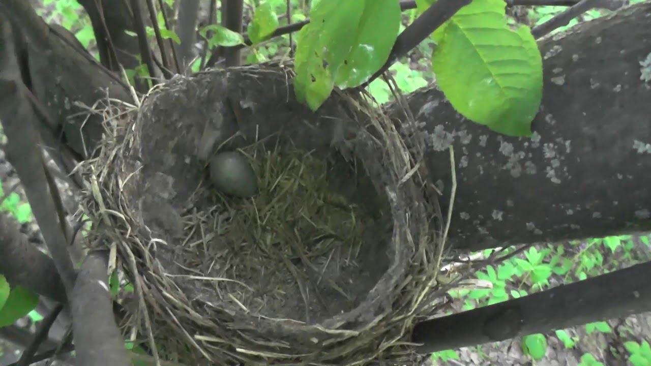 Дрозд-рябинник на гнезде - 4