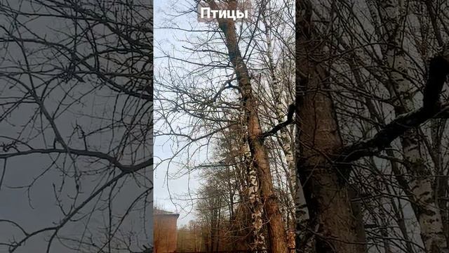 Птицы. Александра Миркушова