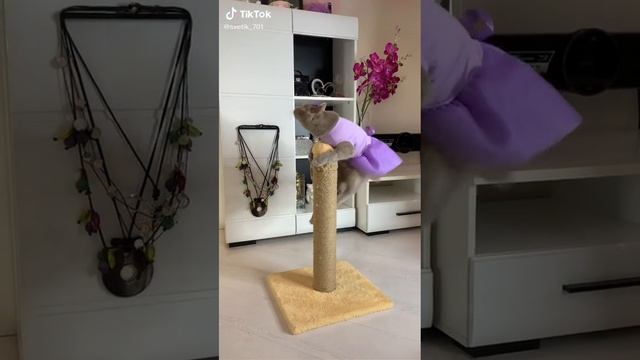 Котик Марсик