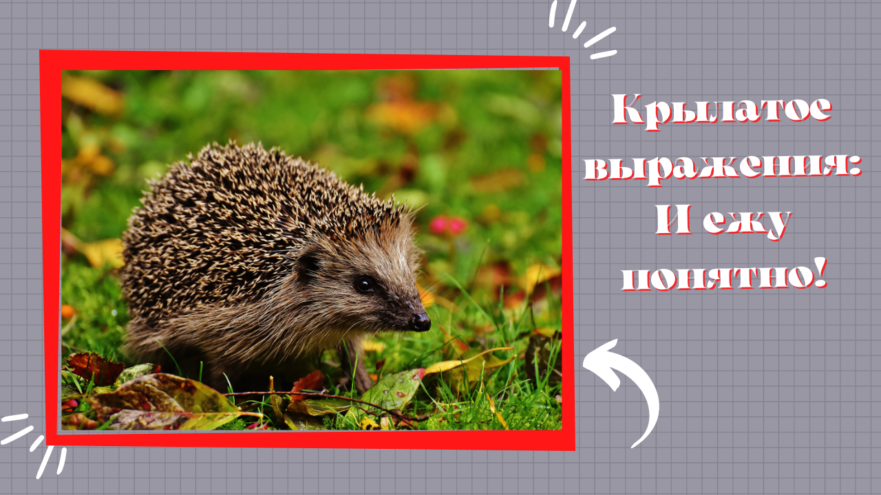 Узнай почему так говорят:  понятно даже ежу.