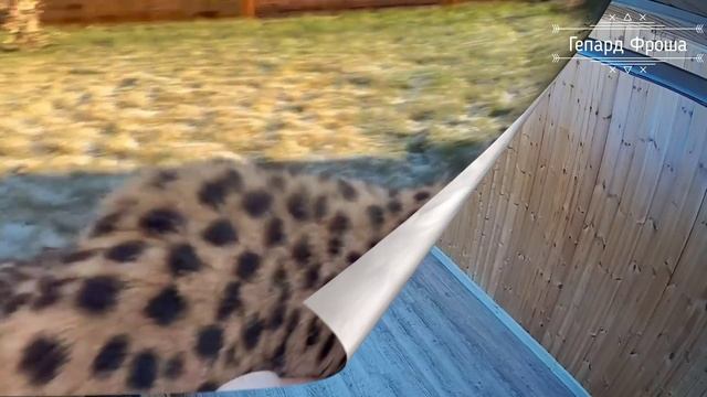 Красавица Гепард Герда!