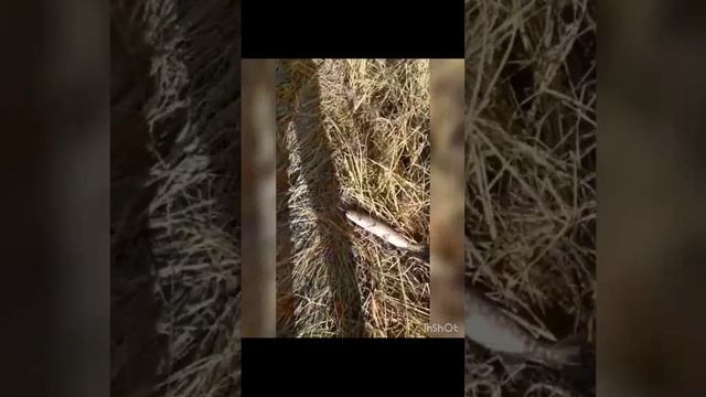 Ловля кунджи на воблер 55 мм (6,2 гр) от Mr. Musurok #shorts