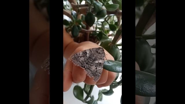 Бабочка Ленточница красная.