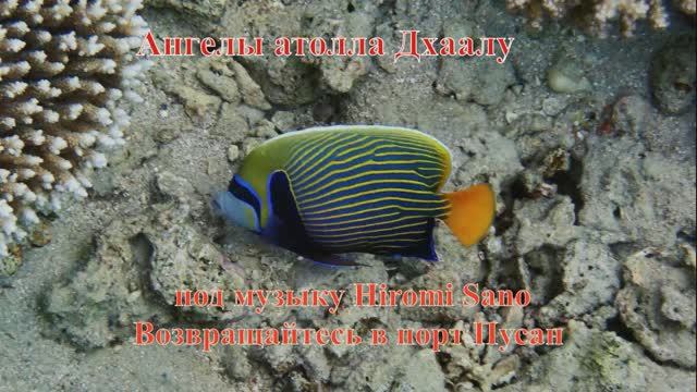 20. Ангелы атолла Дхаалу под музыку Hiromi Sano Возвращайтесь в порт Пусана FHD