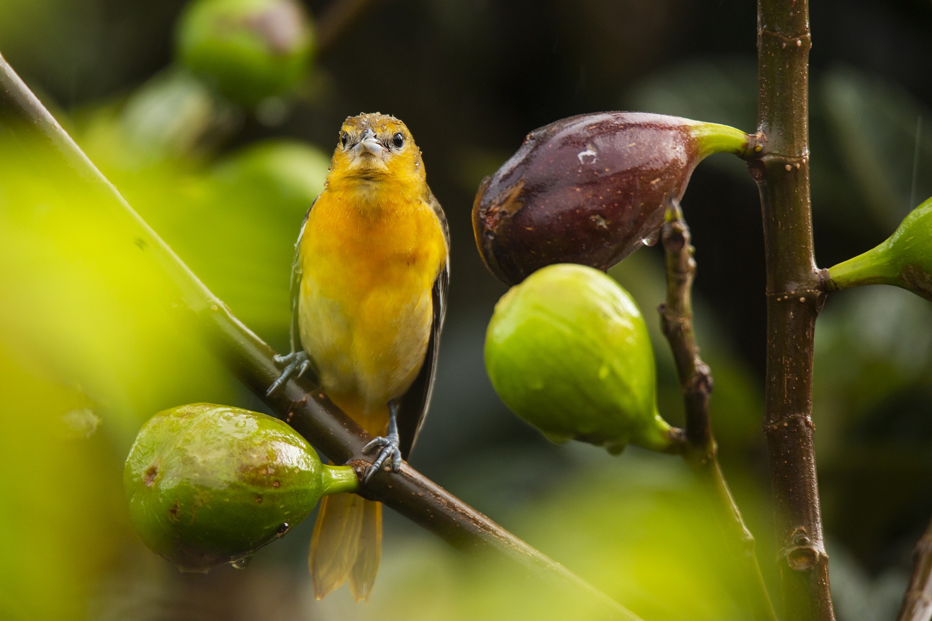 Иволга Одна Из Любимых Дворовых Песен
