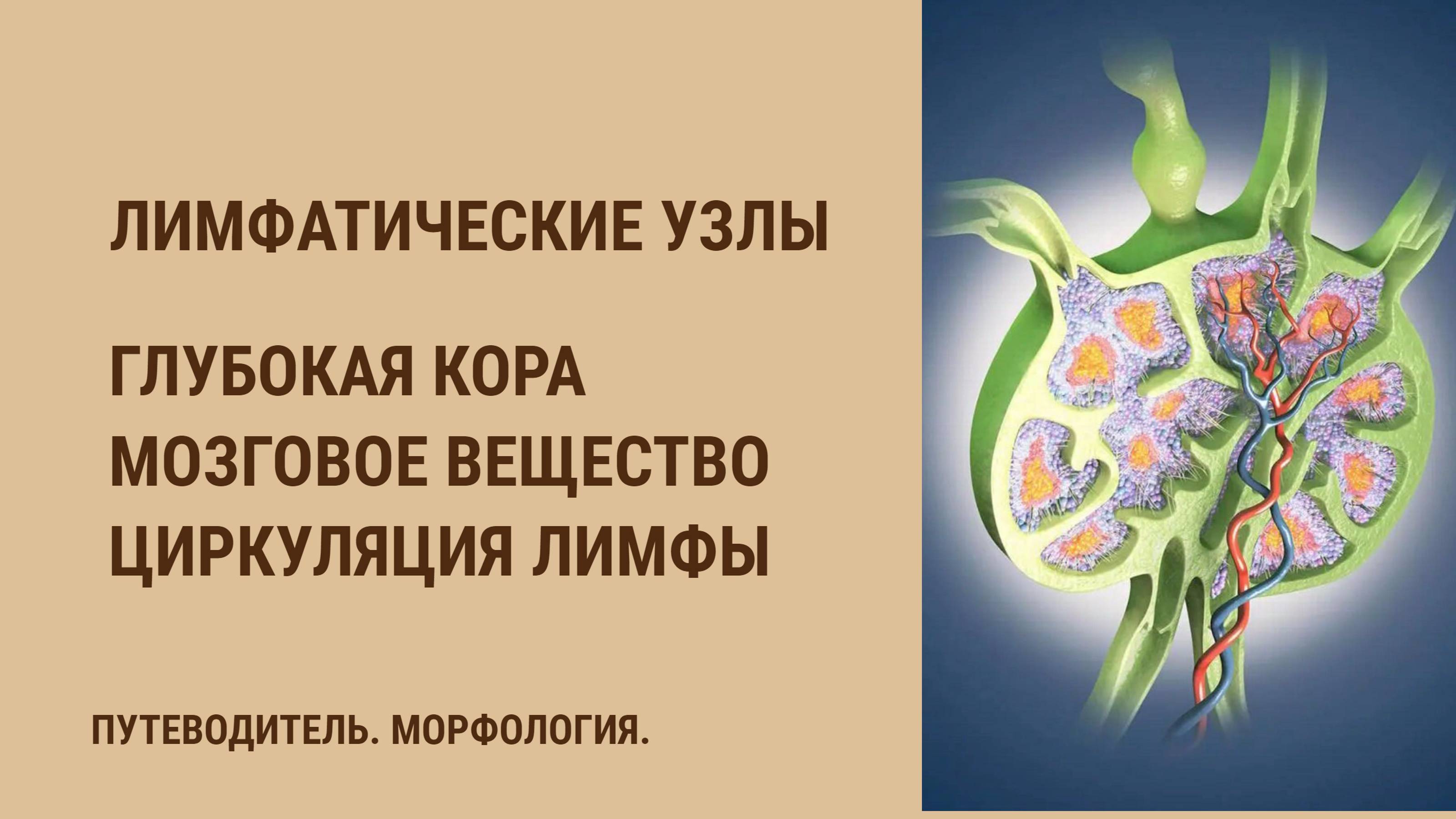 Лимфатический узел. Паракортикальная зона. Мозговое вещество. Циркуляция лимфы
