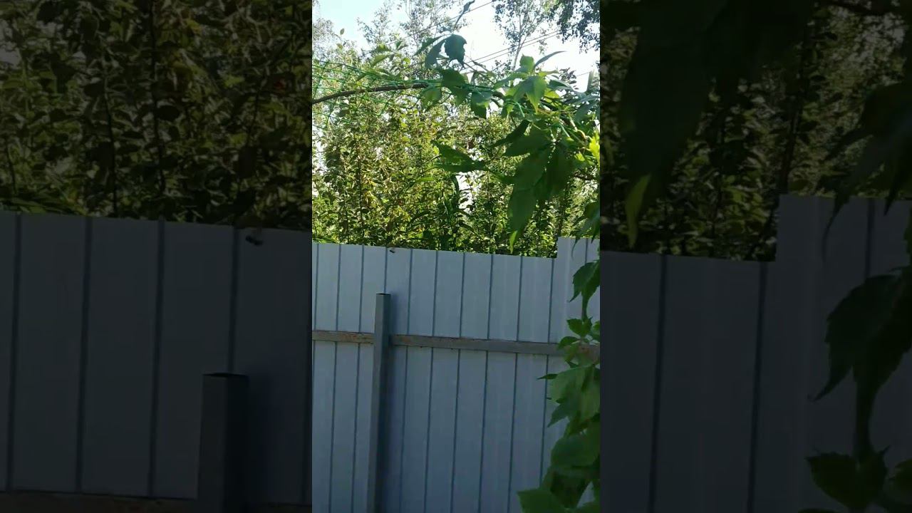 КРАСИВАЯ АРКА ДЛЯ ДАЧИ #Shorts