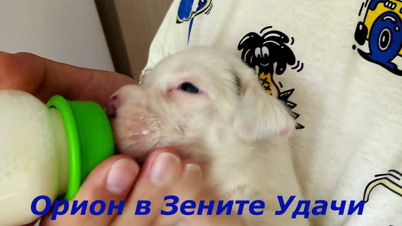 Кормление щенков боксера из рожка / Feeding boxer puppies