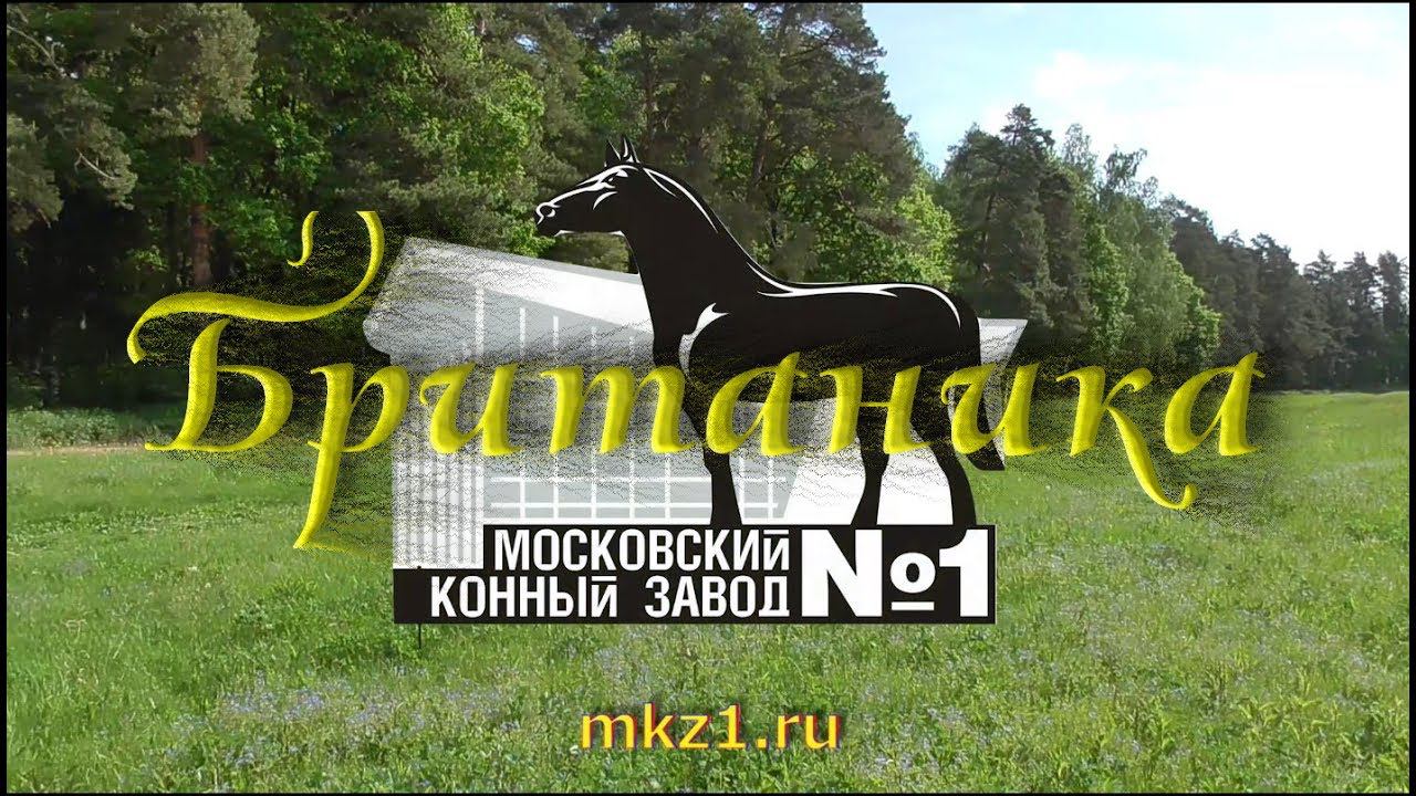 Британика (Политик - Бронница) 2015 г.р.