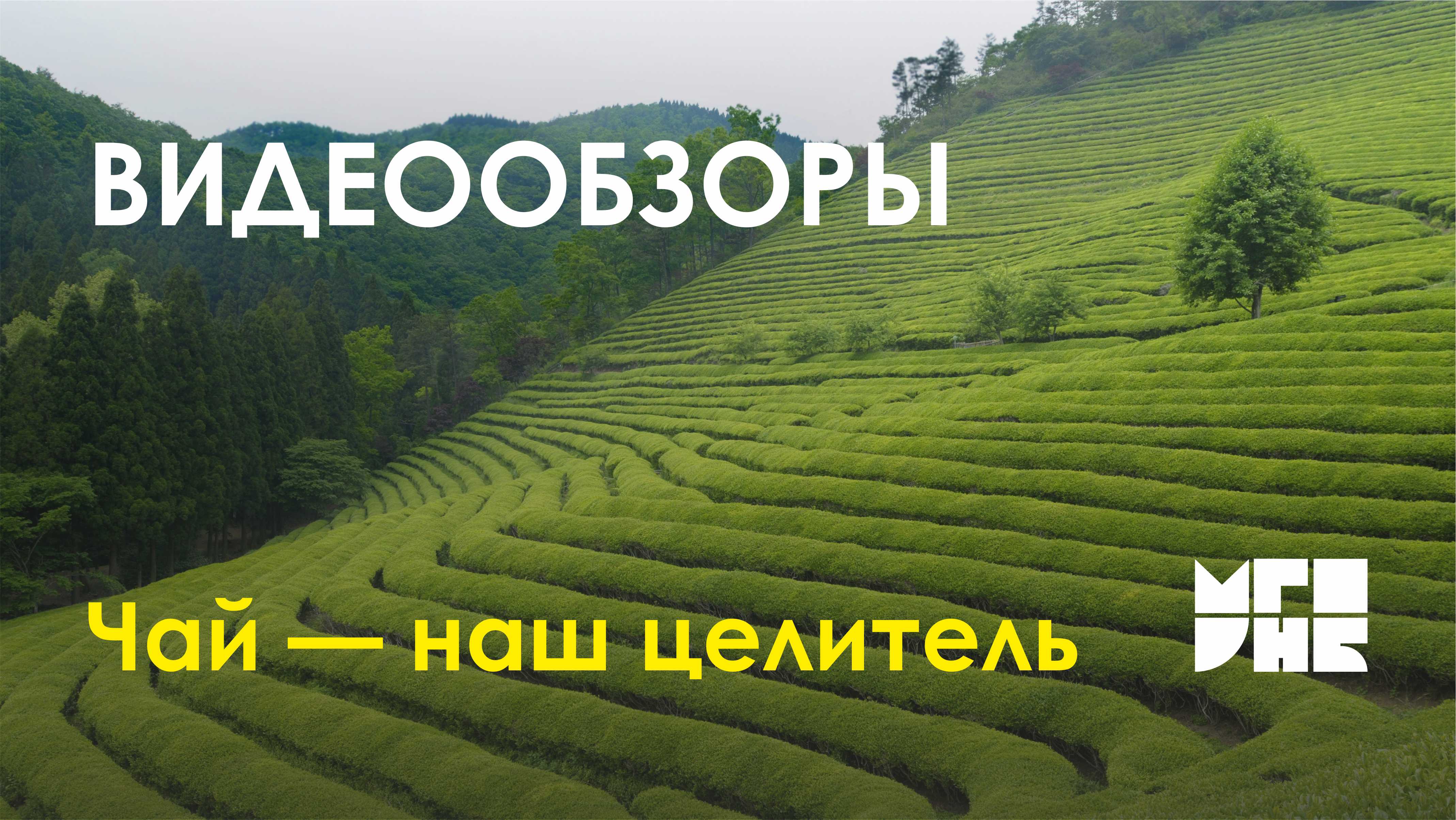 Чай – наш целитель