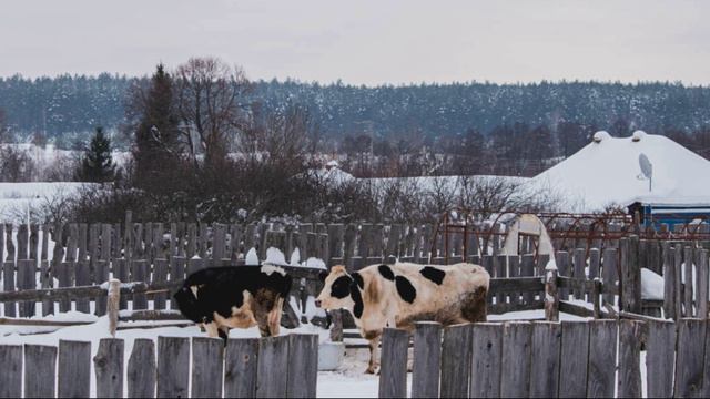 "ОКНО В ПРОШЛОЕ - С НАДЕЖДОЙ НА БУДУЩЕЕ" ПРОЕКТ АНДРЕЯ СТРЕЛЬЦОВА