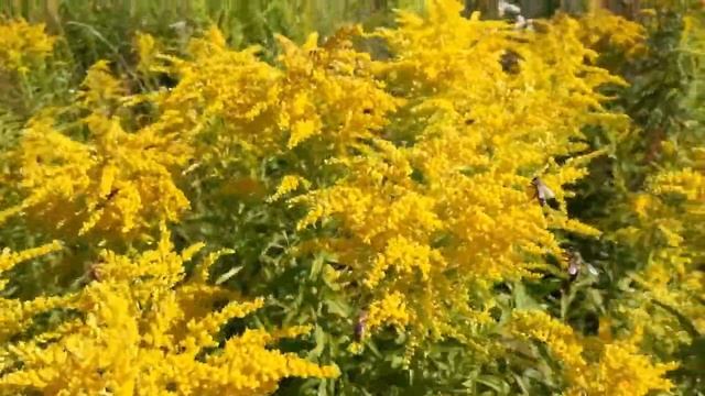 Золотарник канадский (solidago).Полезные свойства и противопоказания