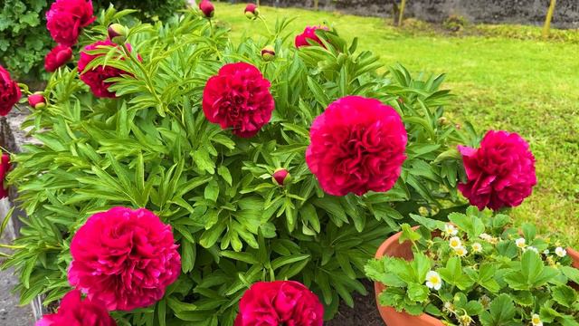 Прогулка под дождём в  Оберрид-ам-Бриенцерзее. FHD_1920x1080x60fps
Oberried, Switzerland.