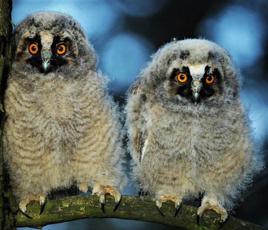Удивленные  совята.