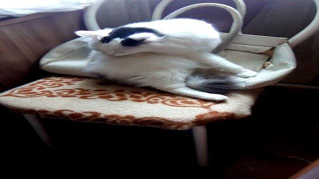 Мотина сумка.mp4