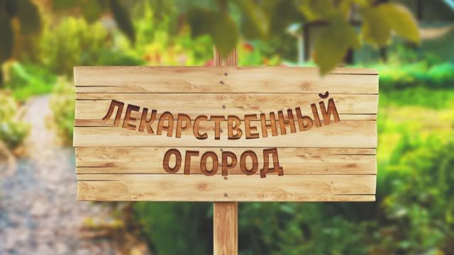 Лечебный огород. Лимонник, мята, лаванда, бадан.