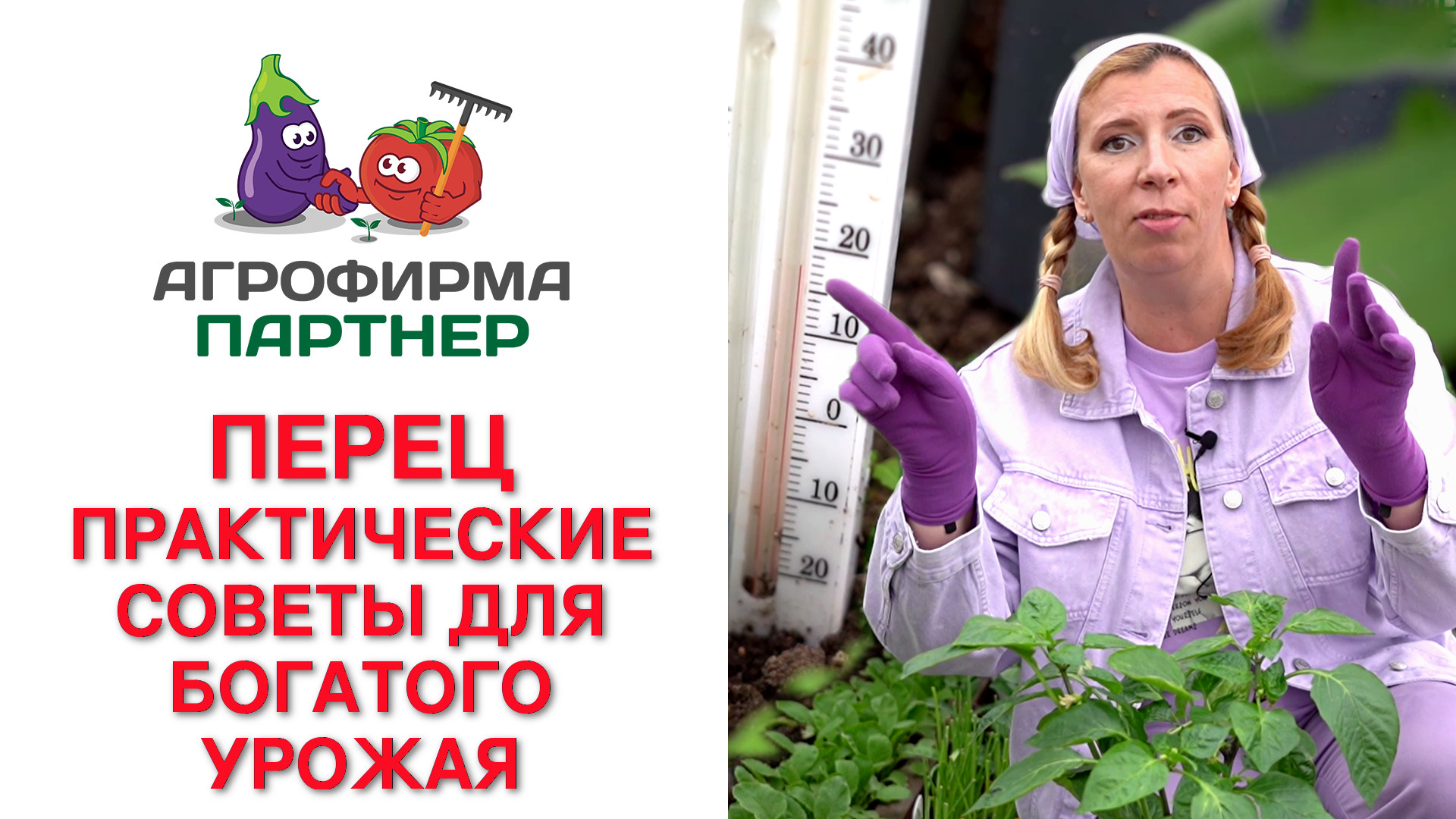 ПЕРЕЦ - ПРАКТИЧЕСКИЕ СОВЕТЫ ДЛЯ БОГАТОГО УРОЖАЯ