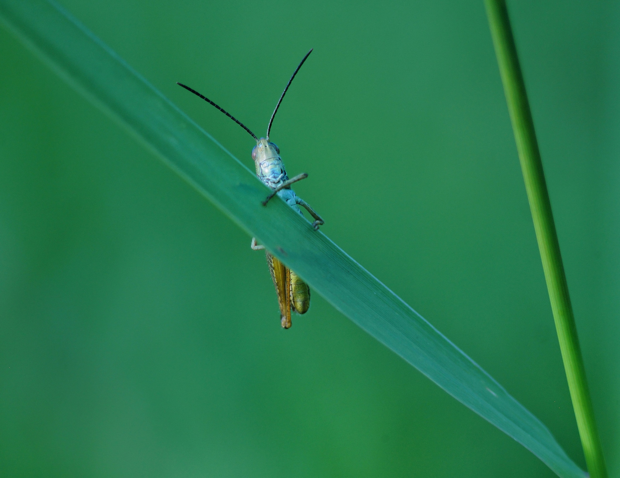 "НЕ ПРОШЛО И ПОЛГОДА"... (Фото Владимира Мастера (Вел. Новгород), муз. Chillout Ambient Mix 25)