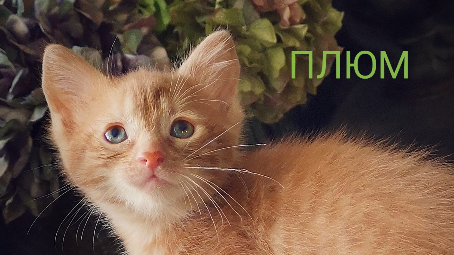 Дорога домой. ПЛЮМ