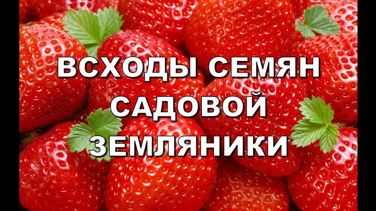 ВСХОДЫ СЕМЯН САДОВОЙ ЗЕМЛЯНИКИ